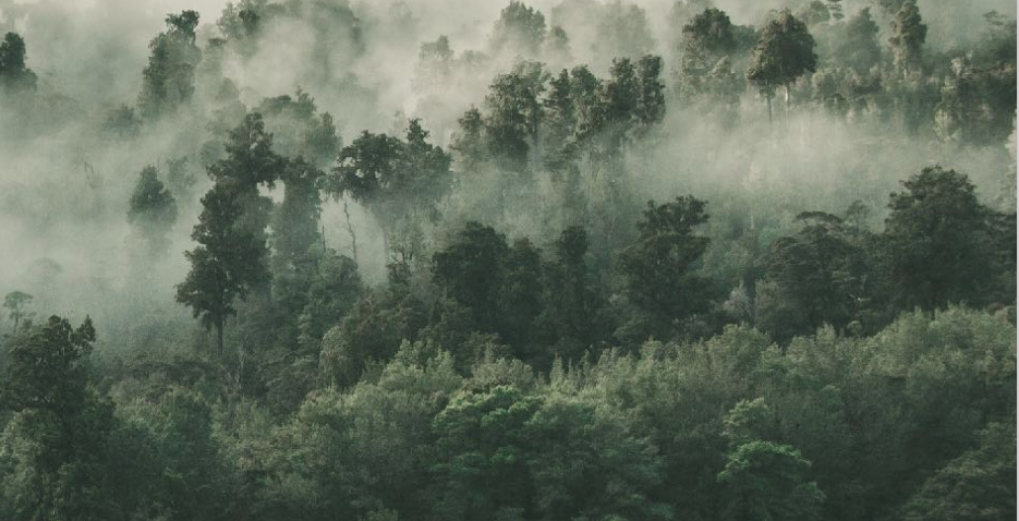 Forest B: Old Growth Forest of the Future